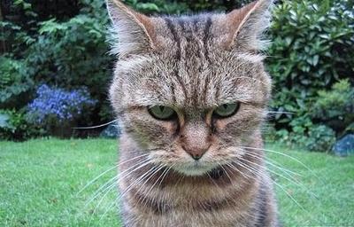 そんなに肉球見たい？ - ネコへのボケ[4957641] - ボケて（bokete）